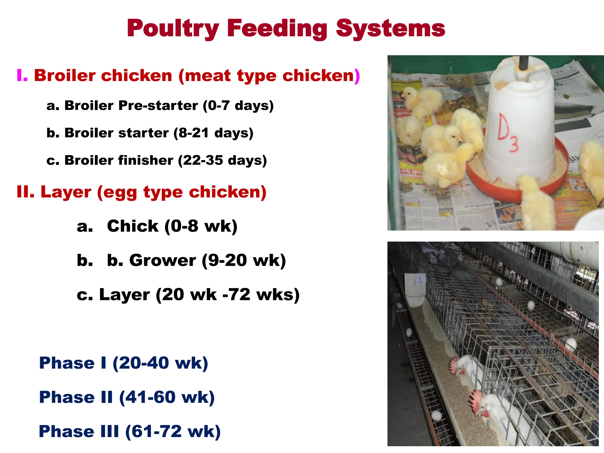 Feeding of Broiler, Layer, Duck, Guine fowl, Japanese Quail, Emu ...