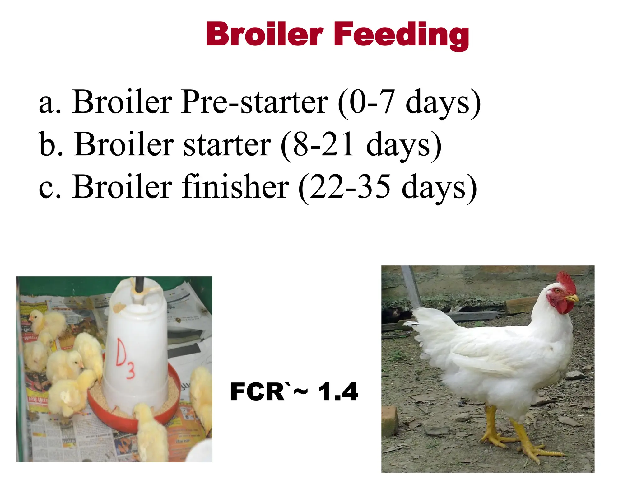 Feeding of Broiler, Layer, Duck, Guine fowl, Japanese Quail, Emu ...