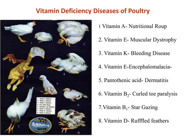 Feeding of Broiler, Layer, Duck, Guine fowl, Japanese Quail, Emu ...