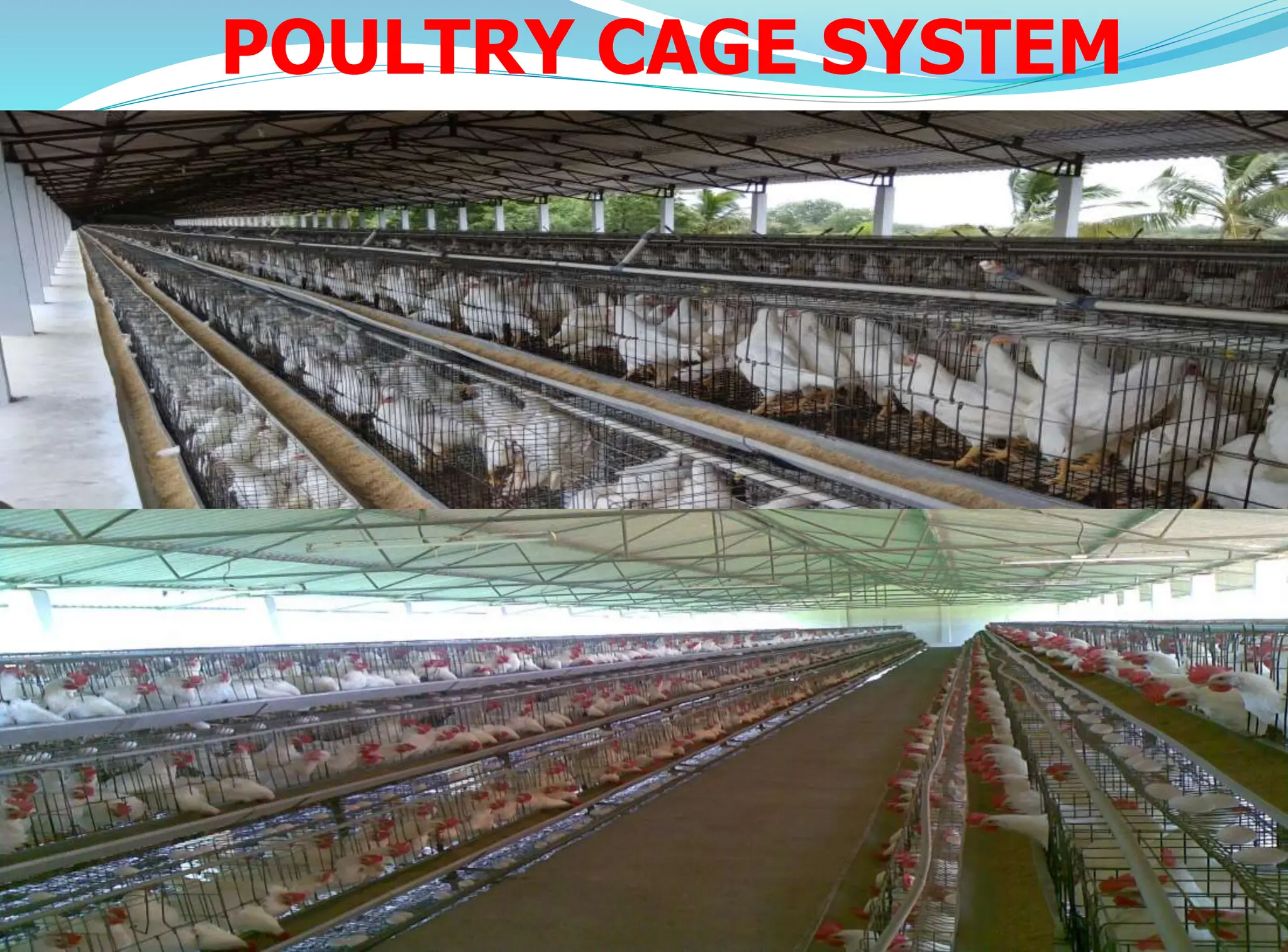 Instructions of POULTRY FINANCING.pptx
