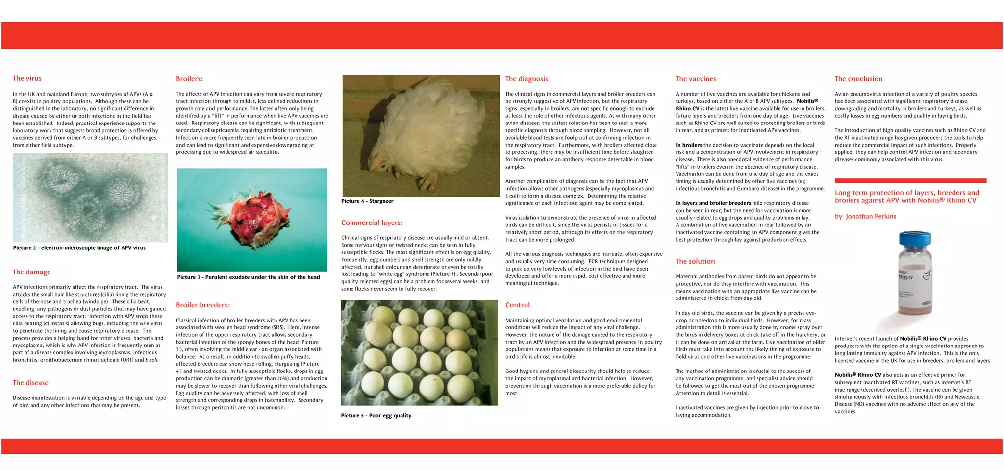 Poultry focus shs | PDF