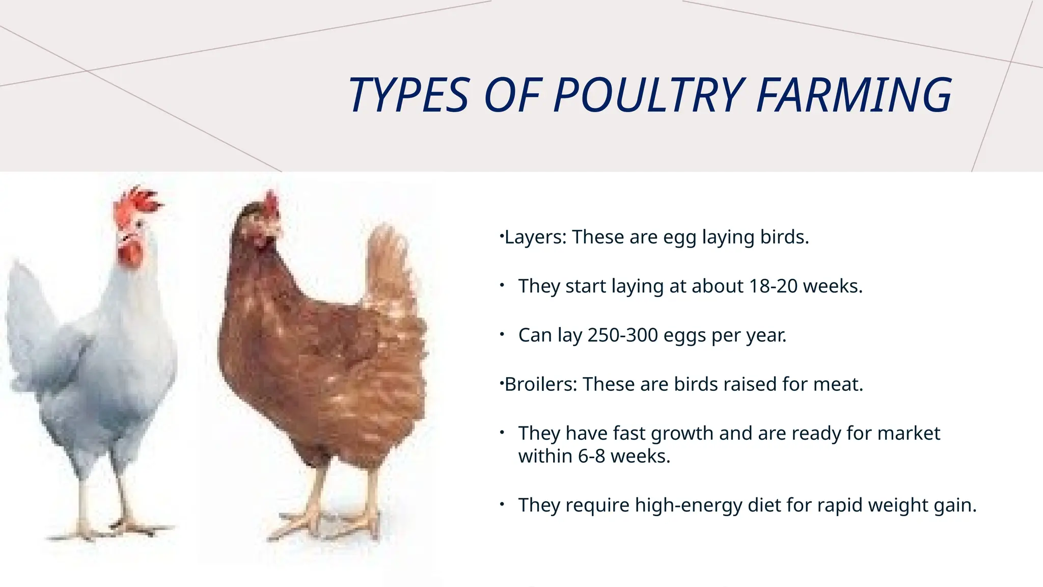 Poultry Framing in India - Benefits and Types | PPTX