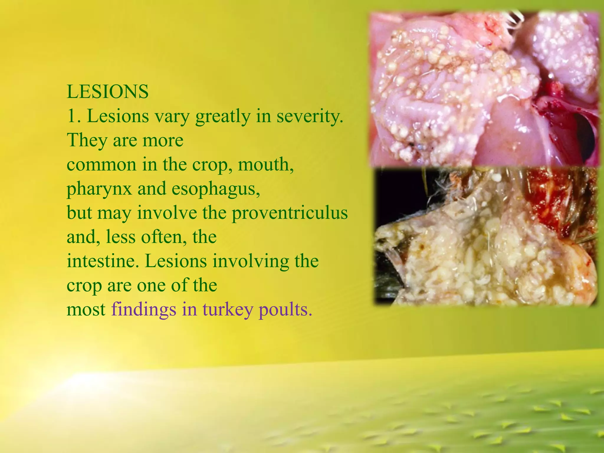 poultry fungal diseases candidiasis infection.pdf