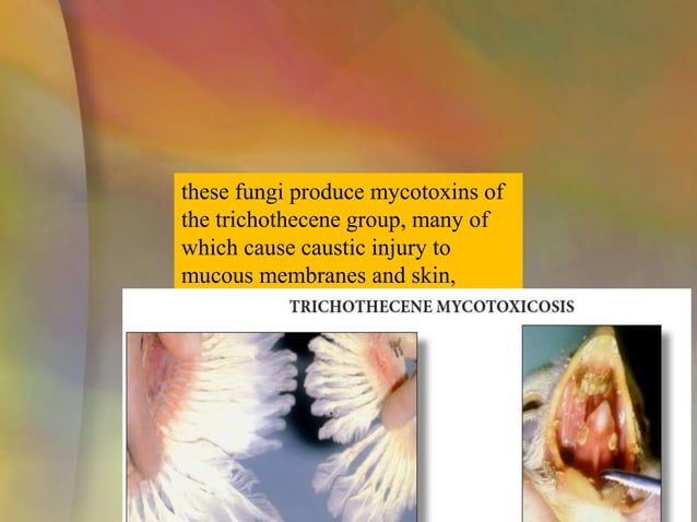 poultry fungal diseases mycotoxicosis.pdf