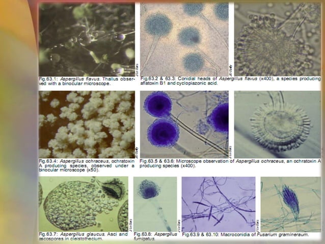 poultry fungal diseases mycotoxicosis.pdf