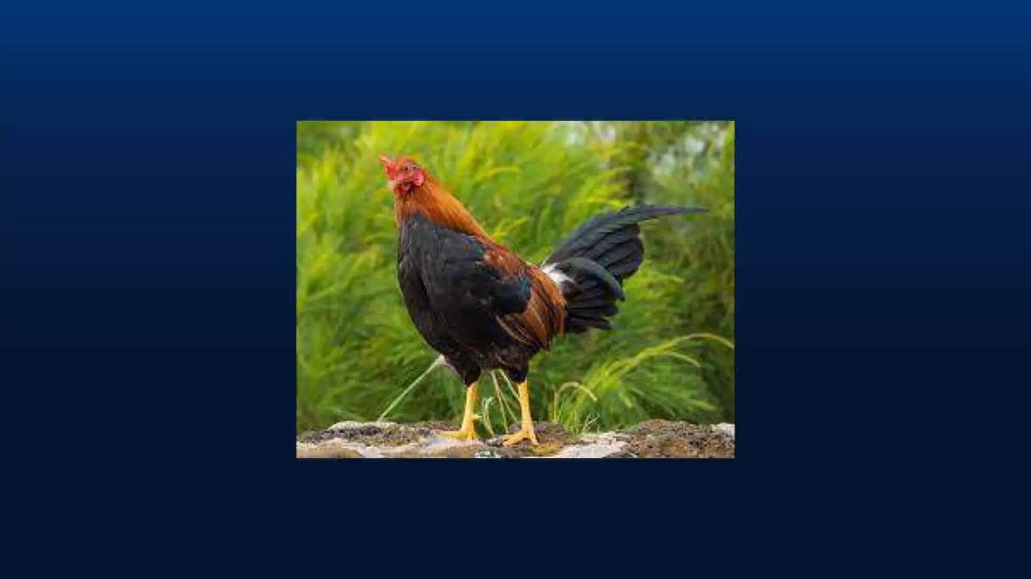 POULTRY G10 TLE.pptx