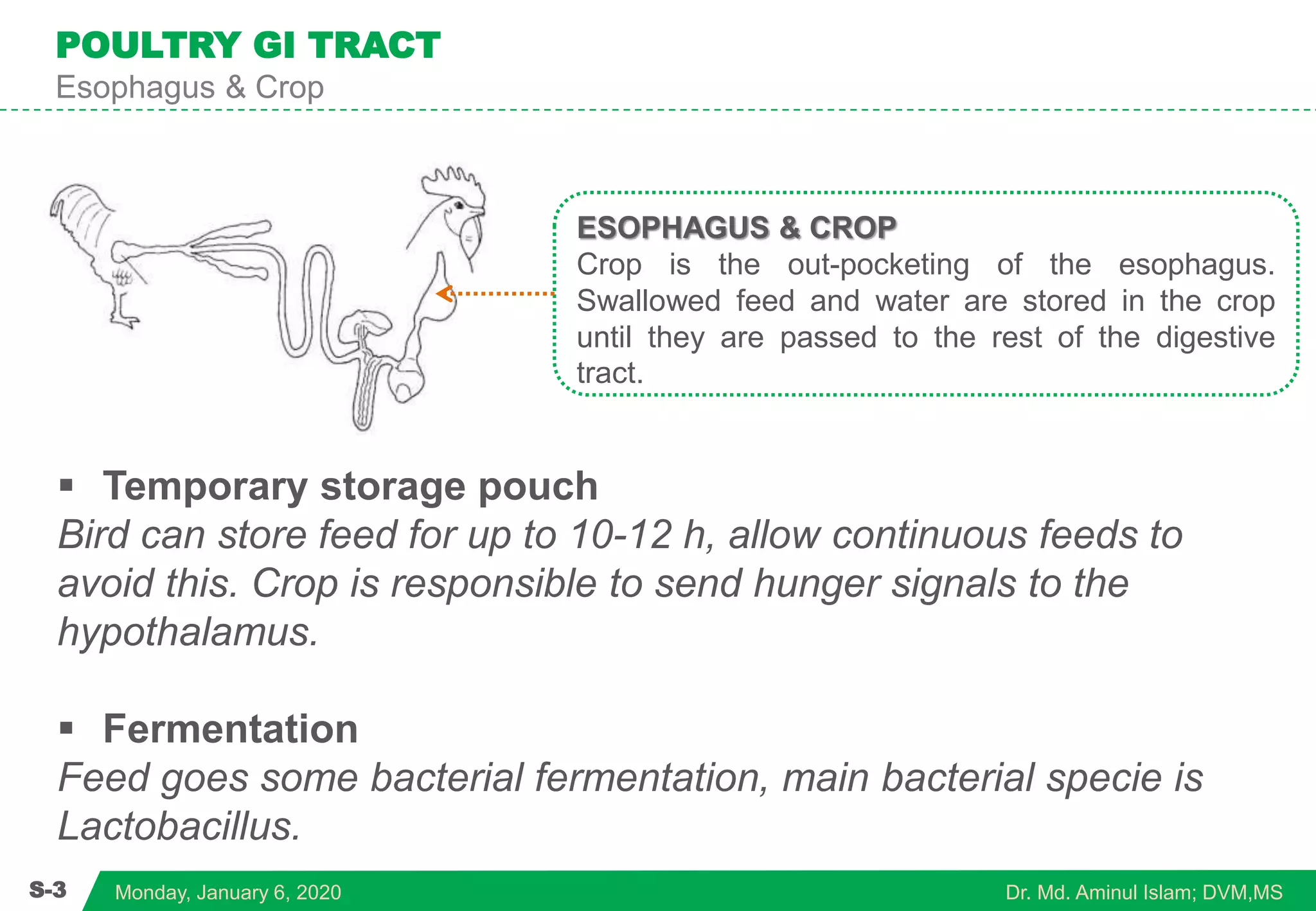 Poultry gut anatomy & physiology | PPTX