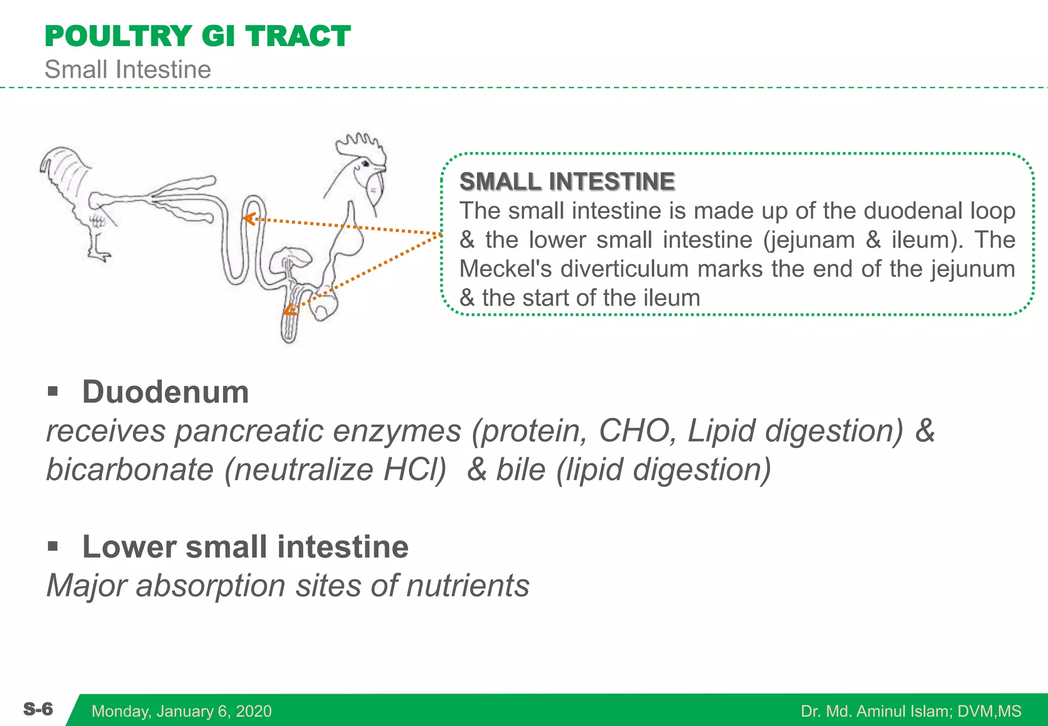 Poultry gut anatomy & physiology | PPTX