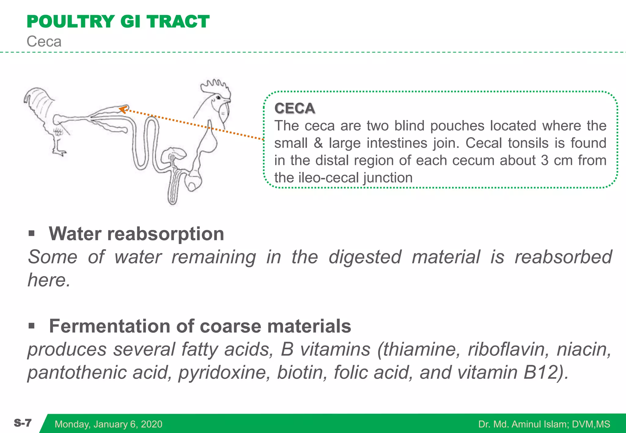 Poultry gut anatomy & physiology | PPTX
