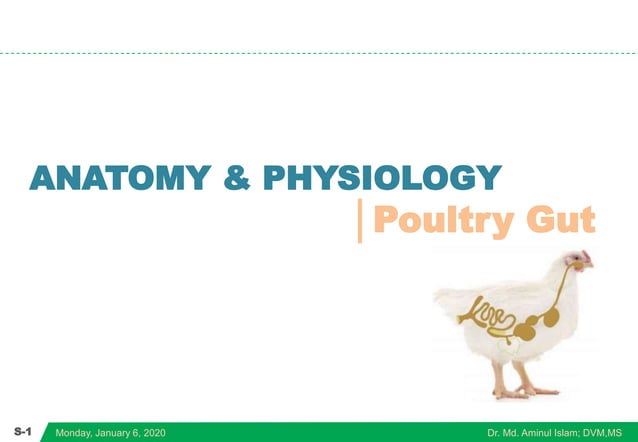 Poultry gut anatomy & physiology | PPTX | Digestive Disorders ...