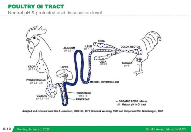Poultry gut anatomy & physiology | PPTX | Digestive Disorders ...