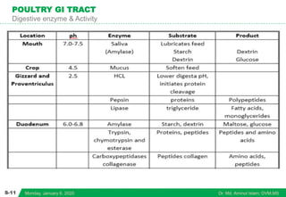 Poultry gut anatomy & physiology | PPTX