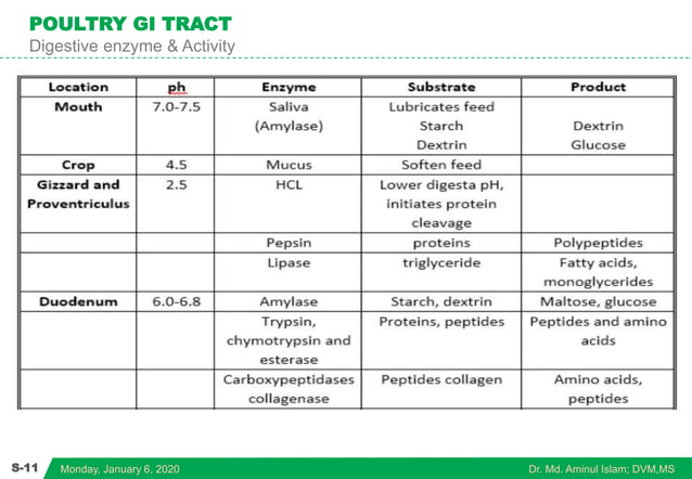 Poultry gut anatomy & physiology | PPTX | Digestive Disorders ...