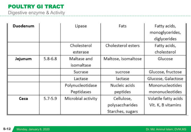 Poultry gut anatomy & physiology | PPTX | Digestive Disorders ...