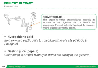 Poultry gut anatomy & physiology | PPTX