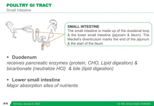 Poultry gut anatomy & physiology | PPTX | Digestive Disorders ...