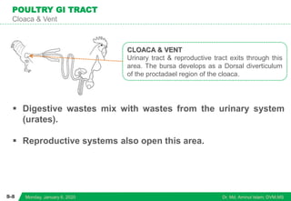 Poultry gut anatomy & physiology | PPTX