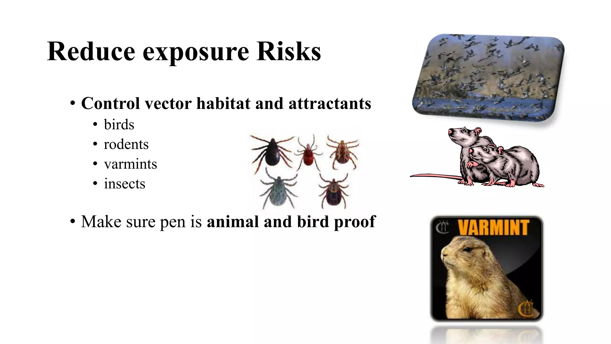 Poultry health and biosecurity | PPTX