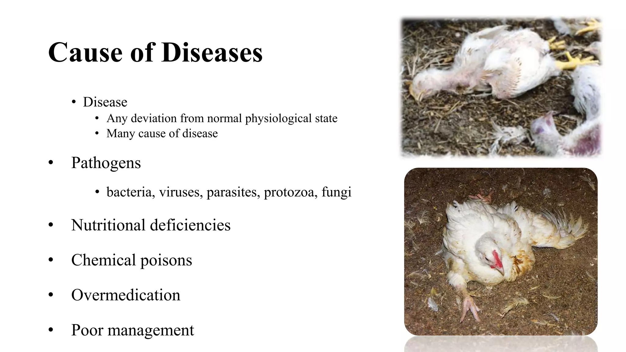 Poultry health and biosecurity | PPTX