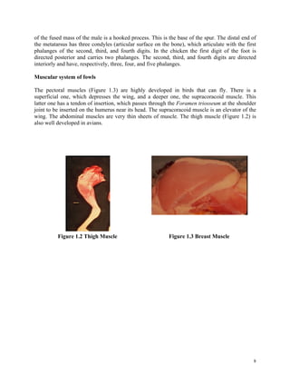 Poultry Health and Mangement Textbook | PDF
