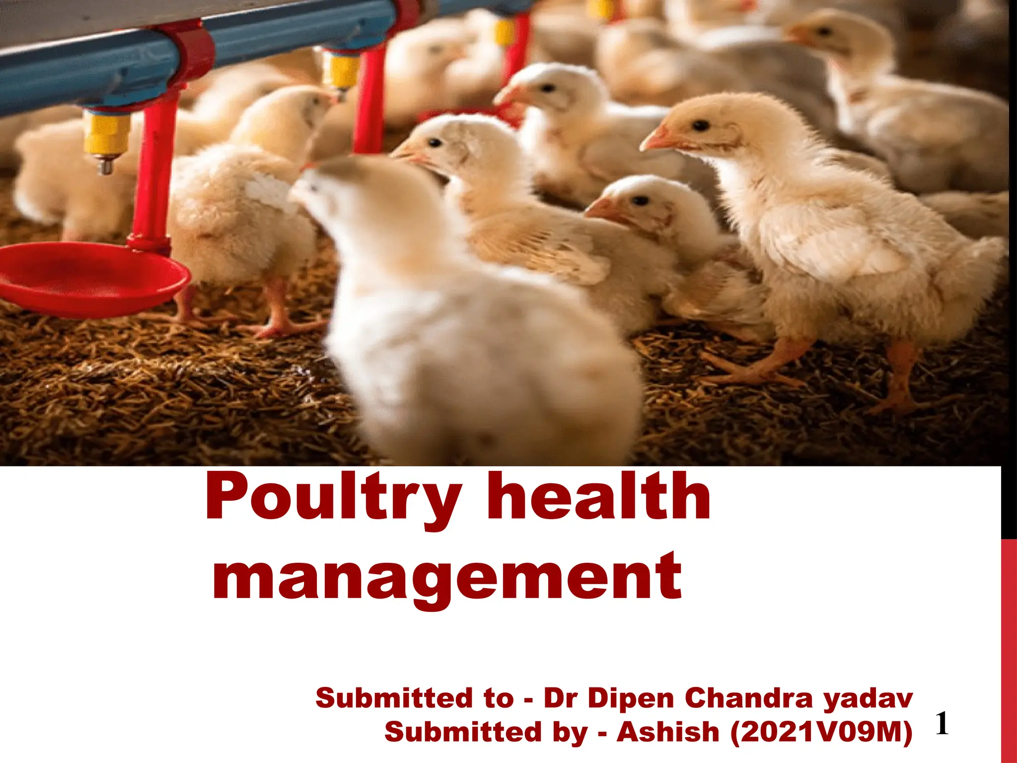 Poultry health management livestock production management 608.pptx