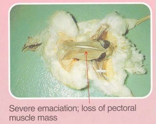 Poultry health and management photos | PDF