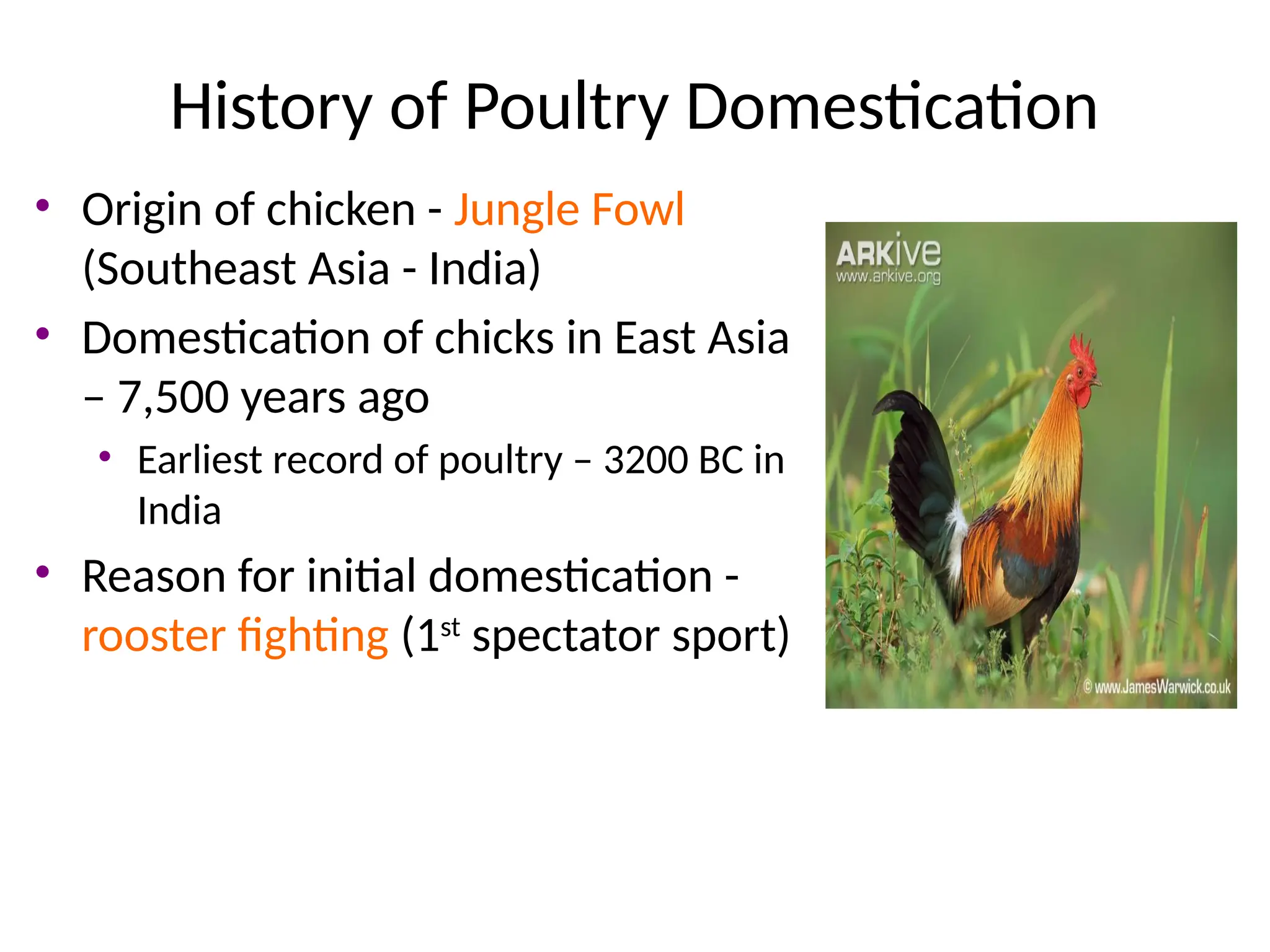 Poultry History and Industry in agri.pptx