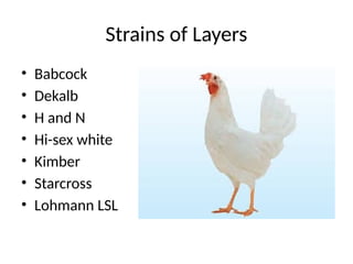 poultry housing and deformities .pptx