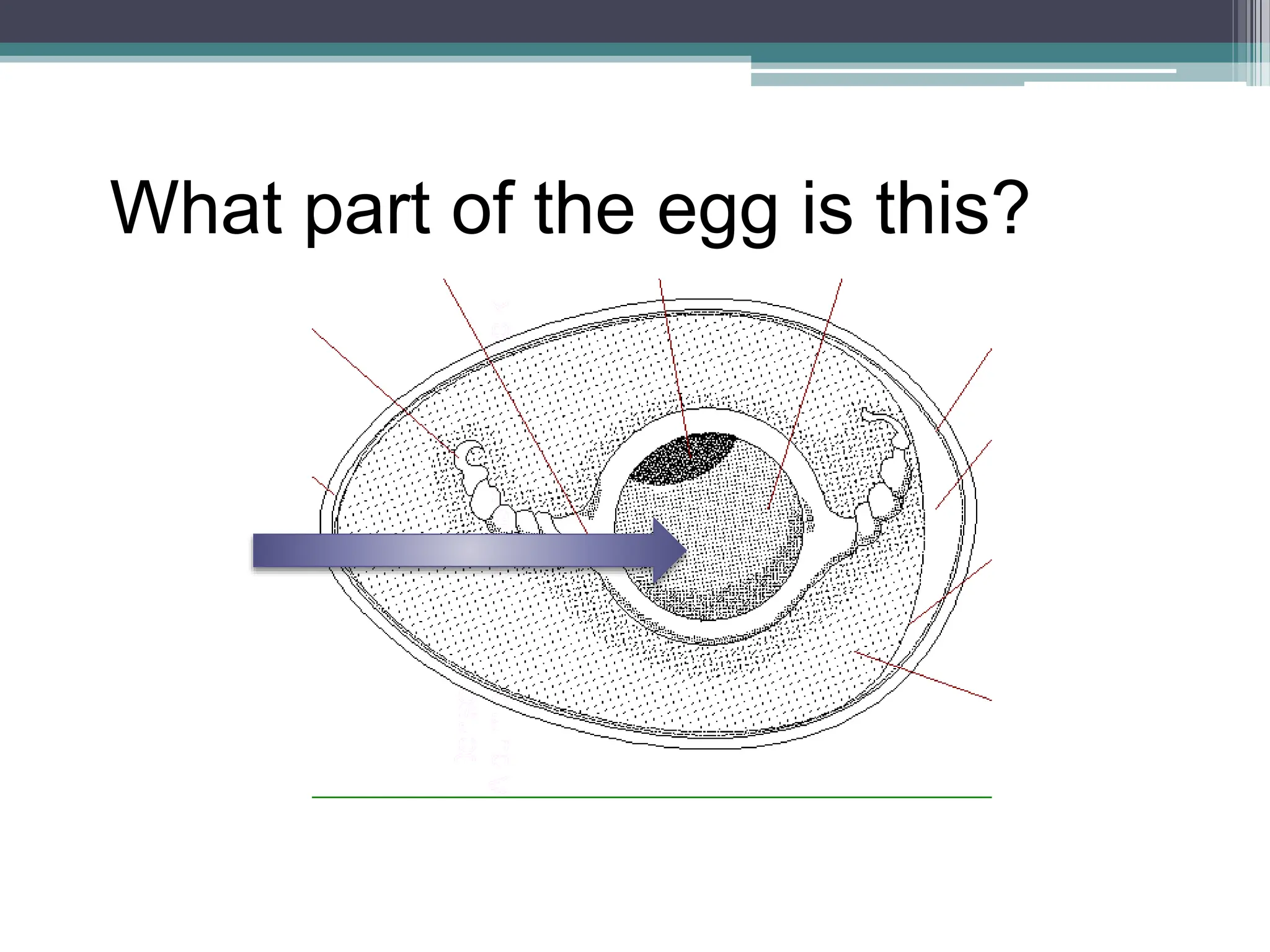 Poultry Production - How to Raise a Chicken.ppt