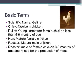 Poultry Production - How to Raise a Chicken.ppt