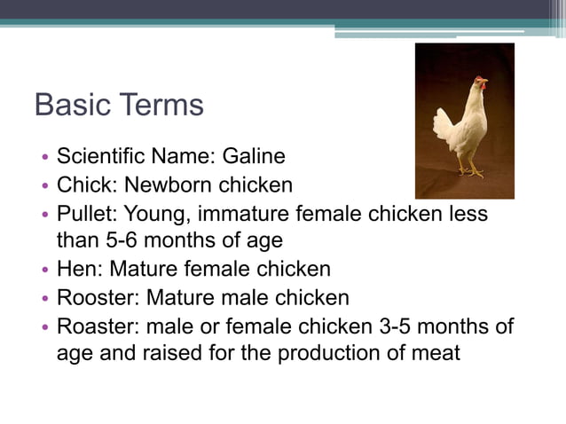 Poultry Production - How to Raise a Chicken.ppt
