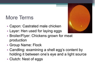 Poultry Production - How to Raise a Chicken.ppt