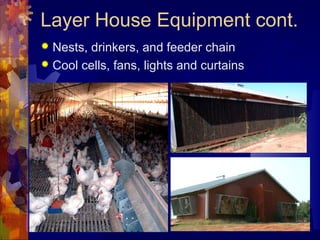Poultry layer hen house production | PPT | Birds | Pets
