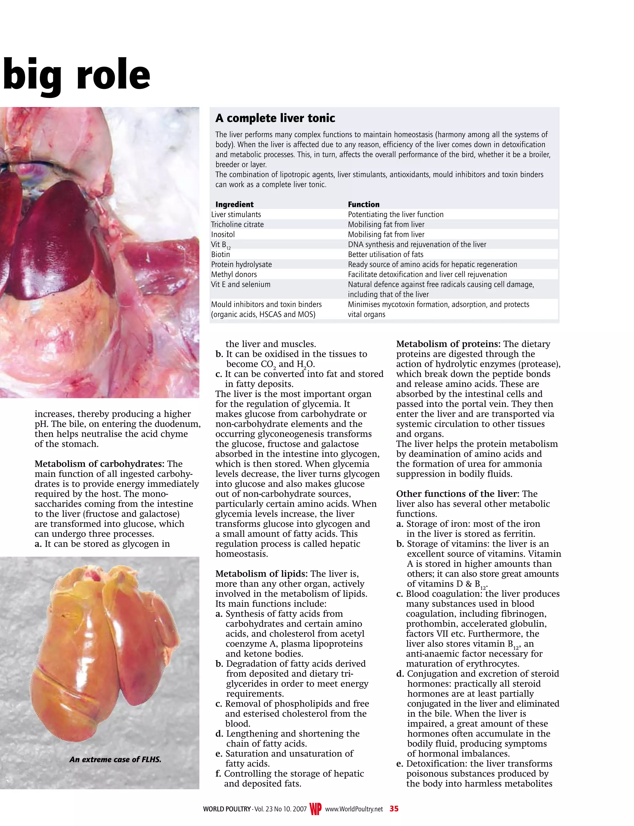 Poultry liver (big organ with big role) | PDF
