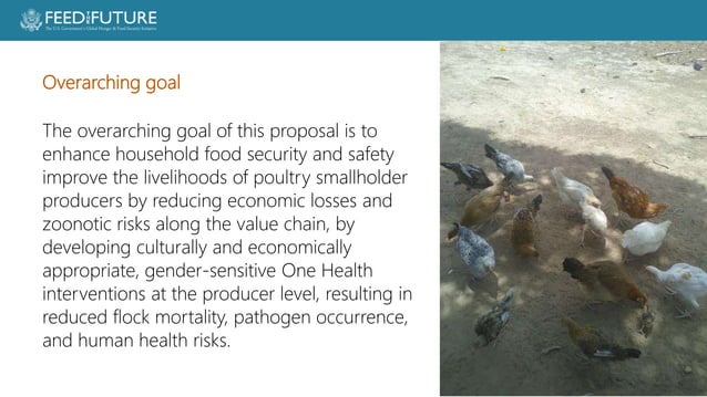 Poultry losses and One Health: Reducing losses and zoonotic risks along ...