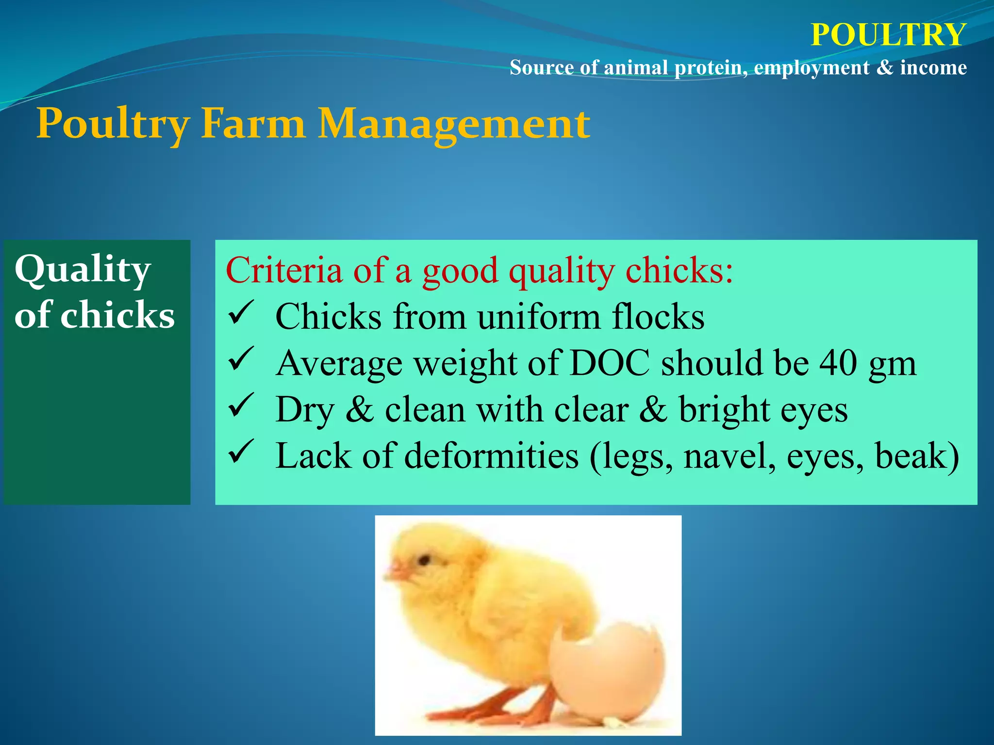 Poultry management | PPTX