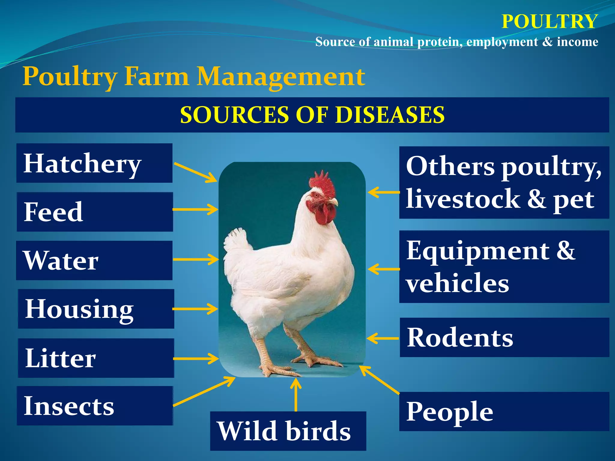 Poultry management | PPTX