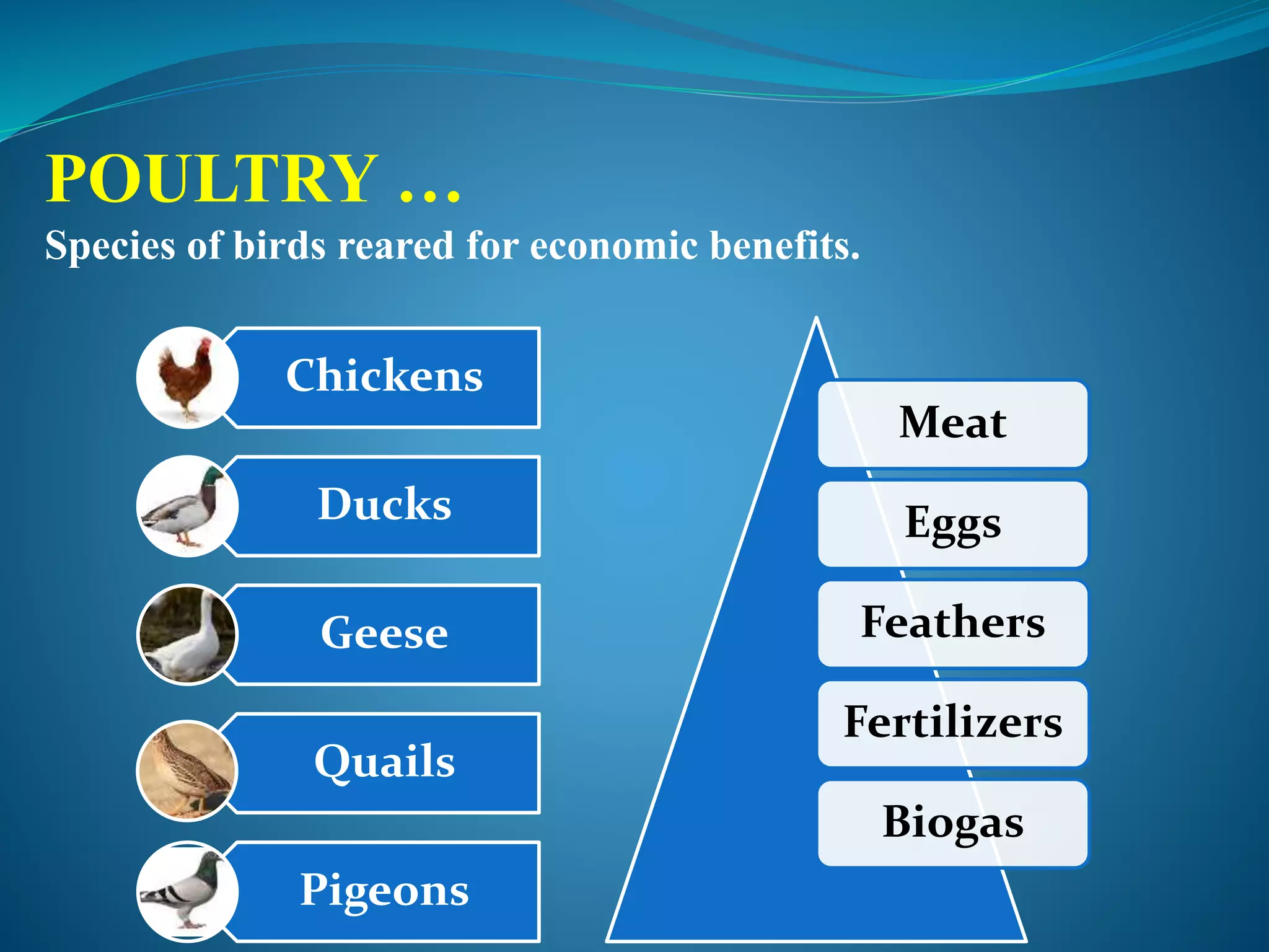 Poultry management | PPTX