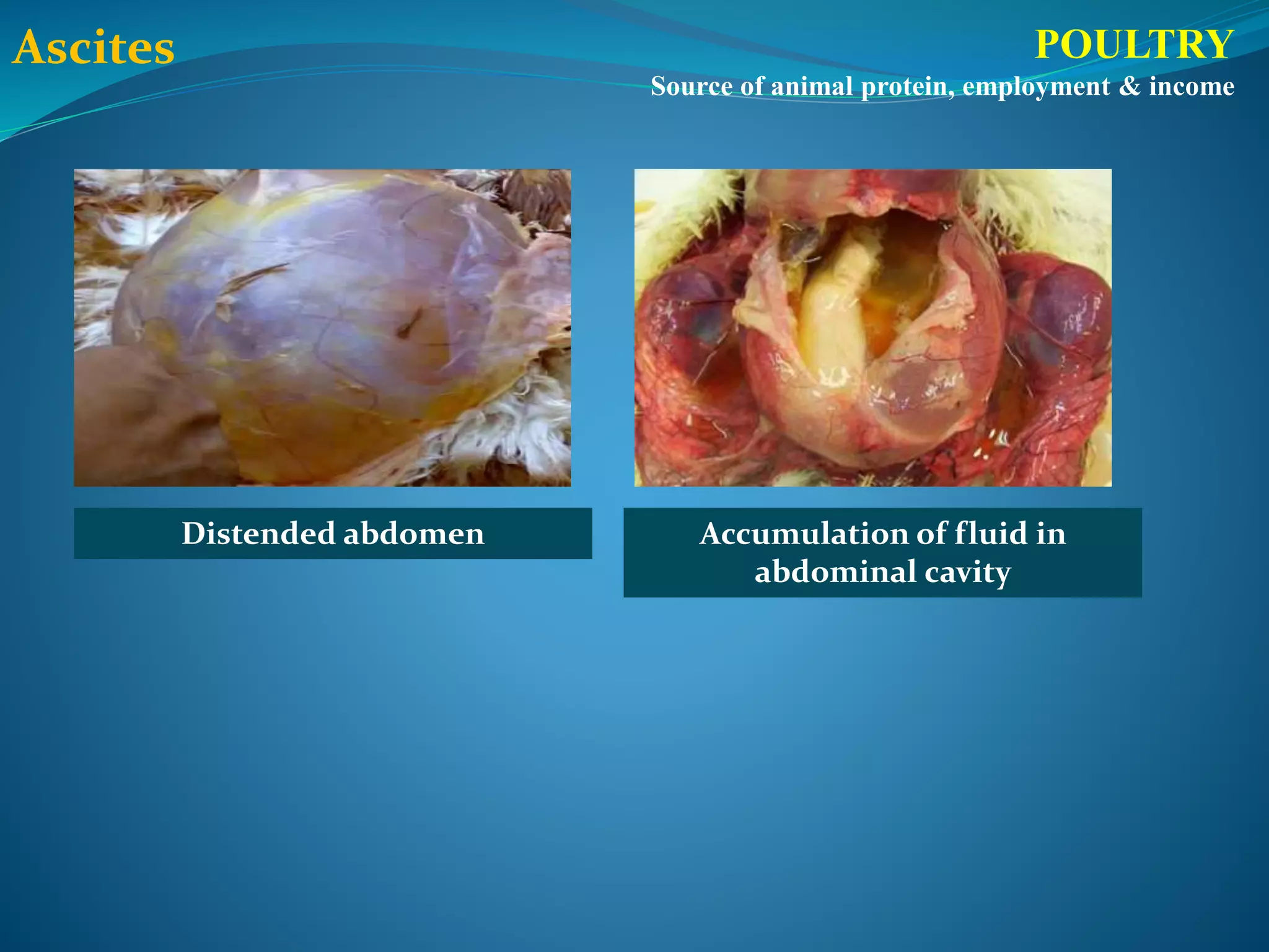 Poultry management | PPTX