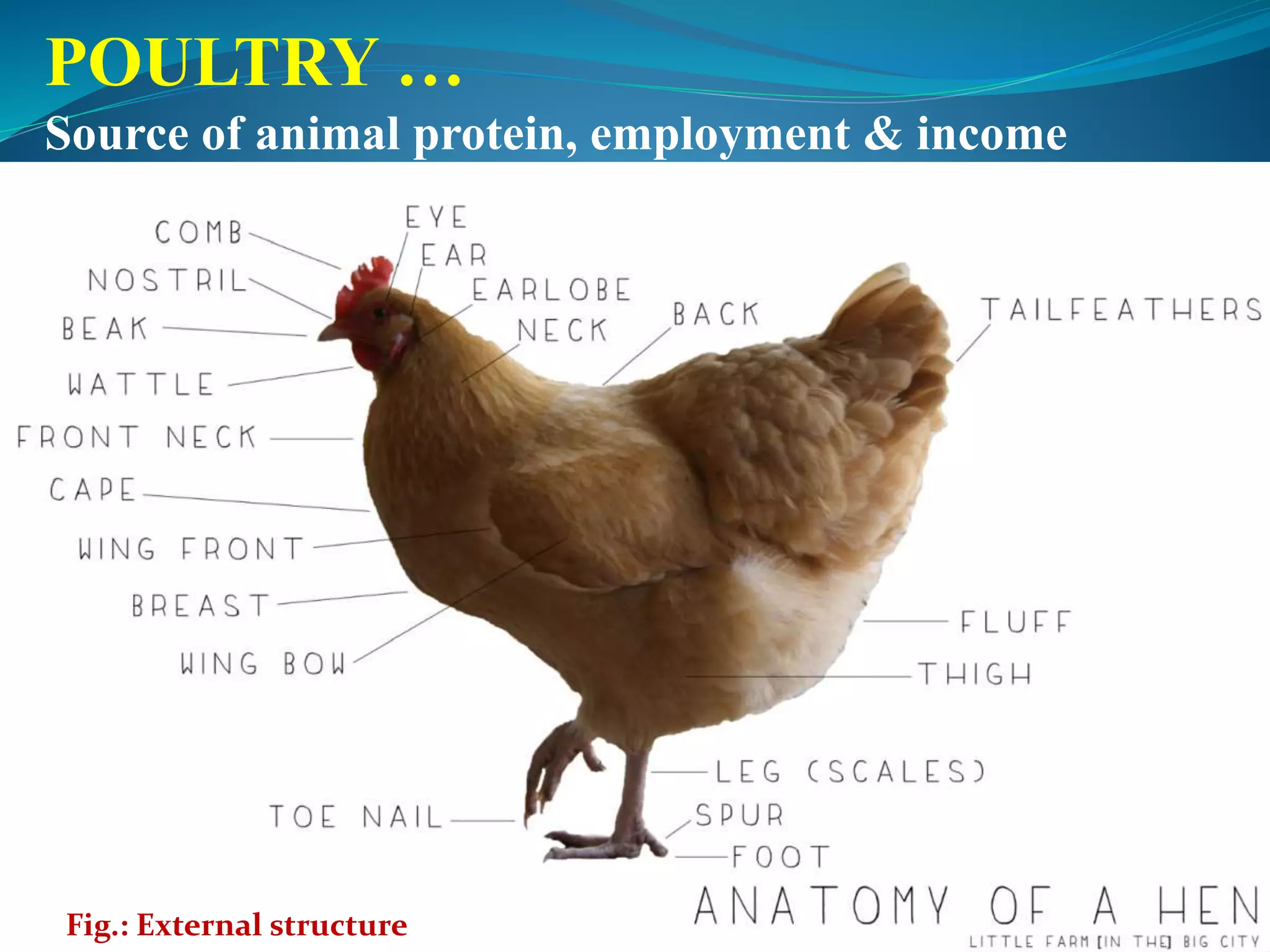 Poultry management | PPTX