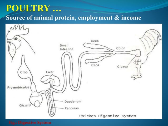 Poultry management | PPTX | Infectious Diseases | Diseases and Conditions