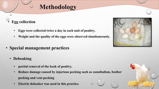 Poultry management | PPTX | Birds | Pets