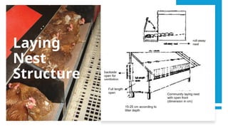 BROILER AND LAYER MANAGEMENT IN THE PHILIPPINES | PPTX