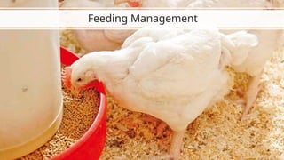 BROILER AND LAYER MANAGEMENT IN THE PHILIPPINES | PPTX