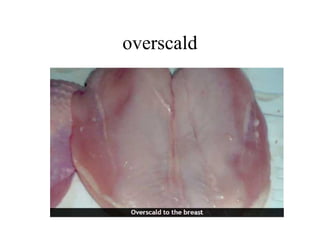 Poultry meat inspection | PPT