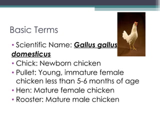 poultry management.powerpoint presentation | PPT