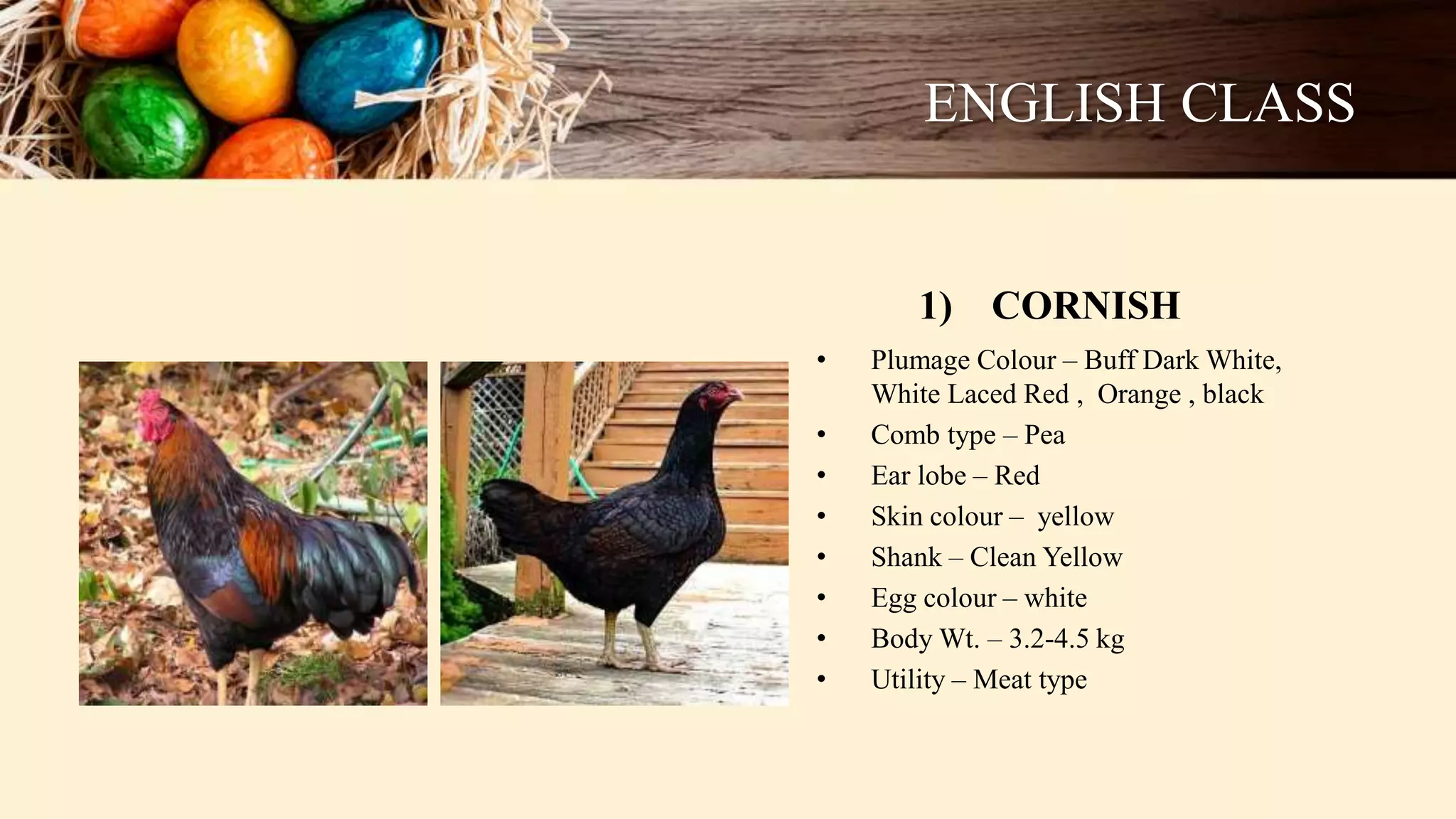MORPHOLOGICAL DESCRIPTION OF COMMON EXOTIC CHICKEN BREEDS | PPTX ...
