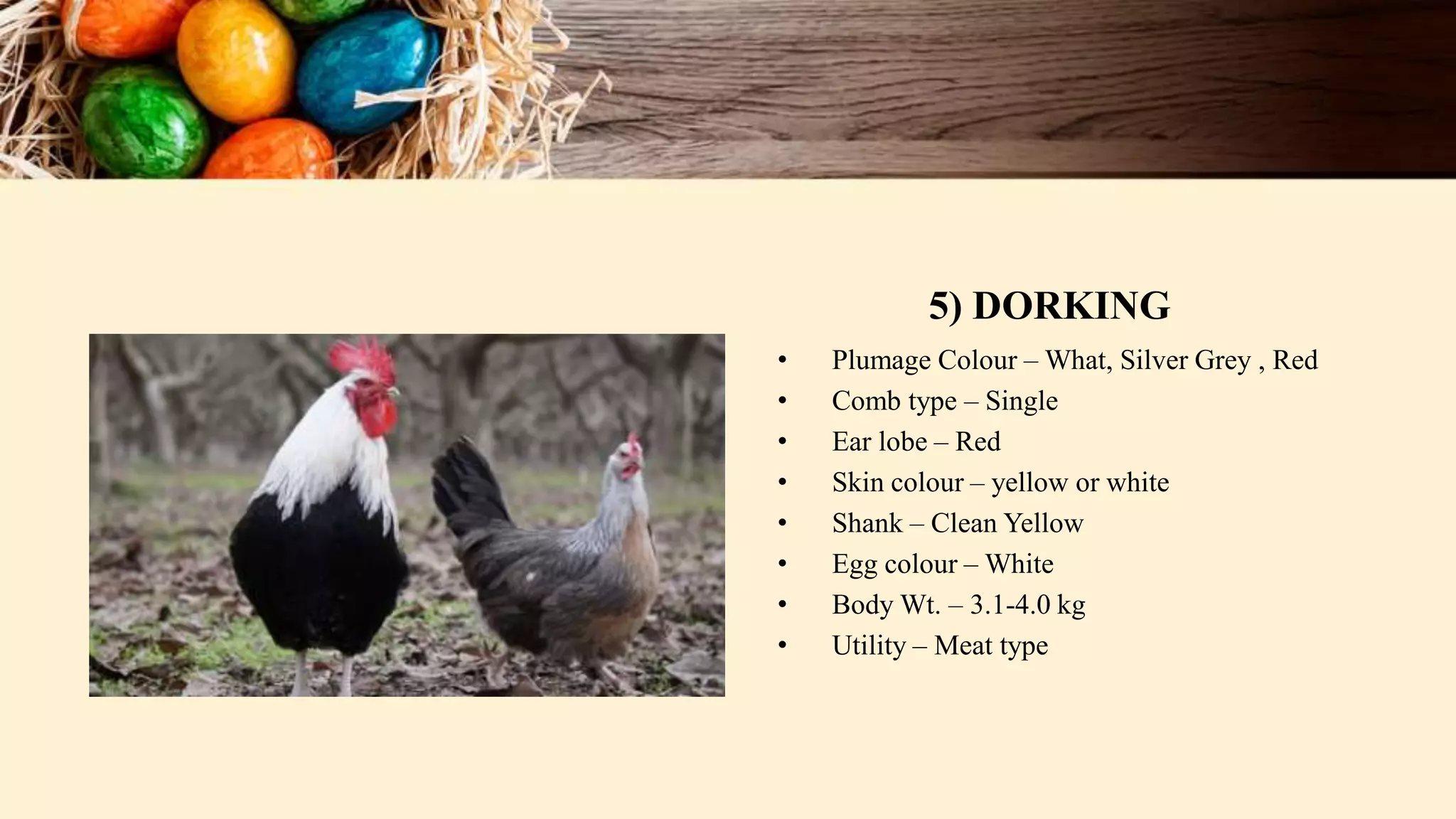 MORPHOLOGICAL DESCRIPTION OF COMMON EXOTIC CHICKEN BREEDS | PPTX ...