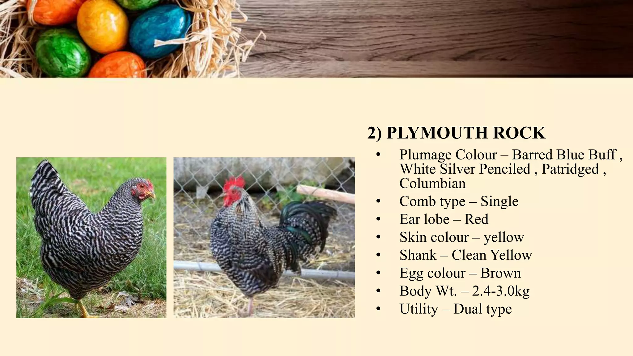 MORPHOLOGICAL DESCRIPTION OF COMMON EXOTIC CHICKEN BREEDS | PPTX ...