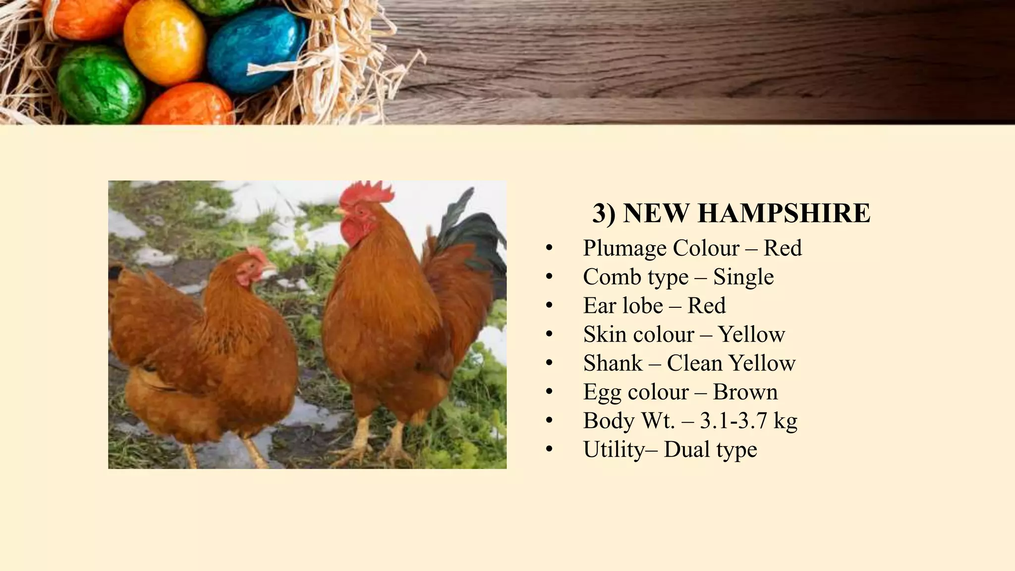 MORPHOLOGICAL DESCRIPTION OF COMMON EXOTIC CHICKEN BREEDS | PPTX ...